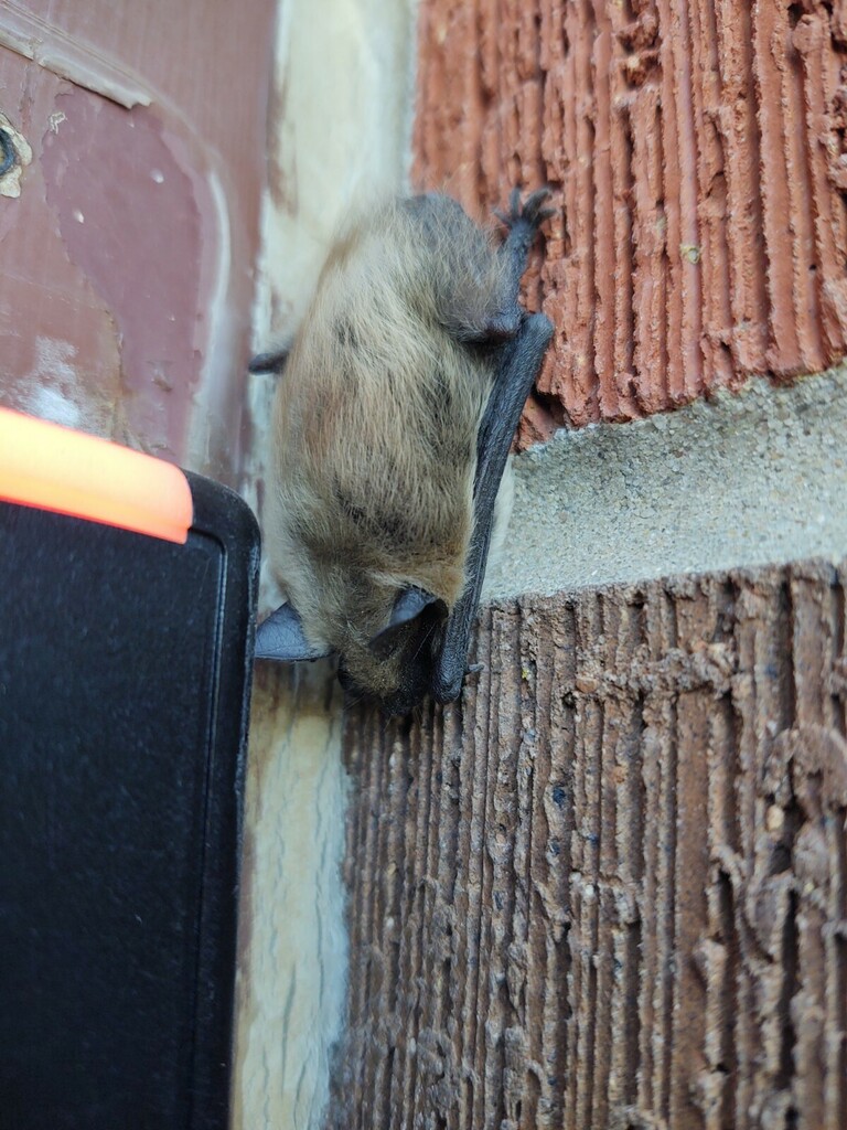 Western Small-footed Myotis from 450 Norfolk Ave, Chadron, NE 69337 ...