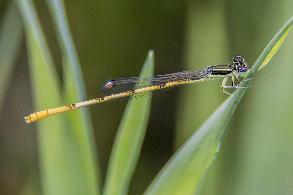 Citrine Forktail from Downers Grove, IL, USA on August 6, 2022 at 02:38 ...