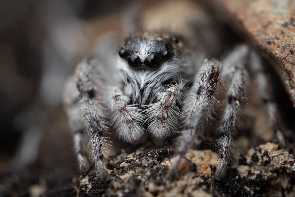 Jumping Spiders from Lindis Valley, New Zealand on April 4, 2022 at 01: ...