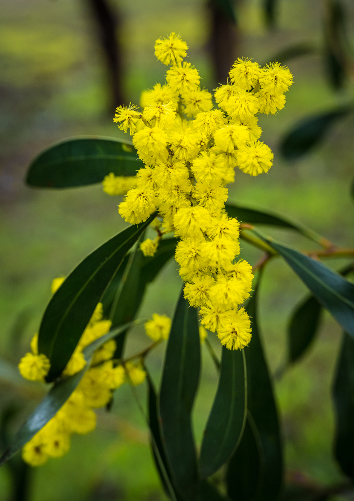 Golden Wattle from Melbourne VIC, Australia on August 07, 2022 at 10:20 ...