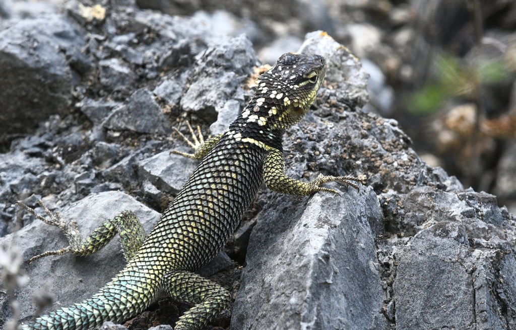 Noble Spiny Lizard in August 2022 by Ignacio A. Rodríguez · iNaturalist