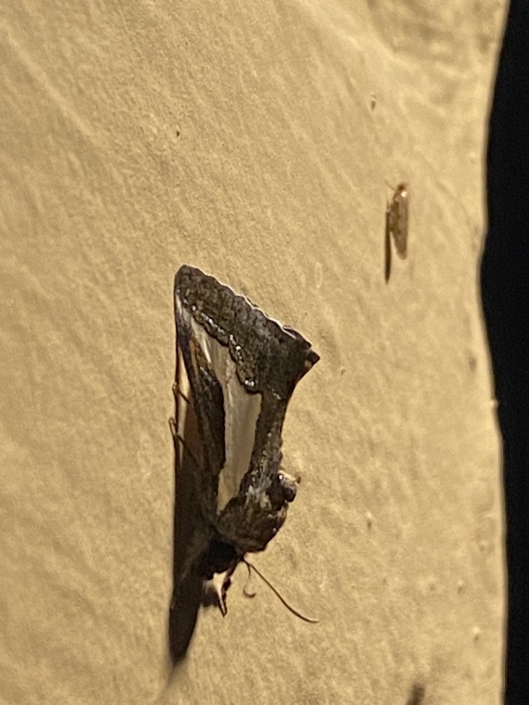 staghorn cholla moth from N Forgeus Ave, Tucson, AZ, US on August 06 ...