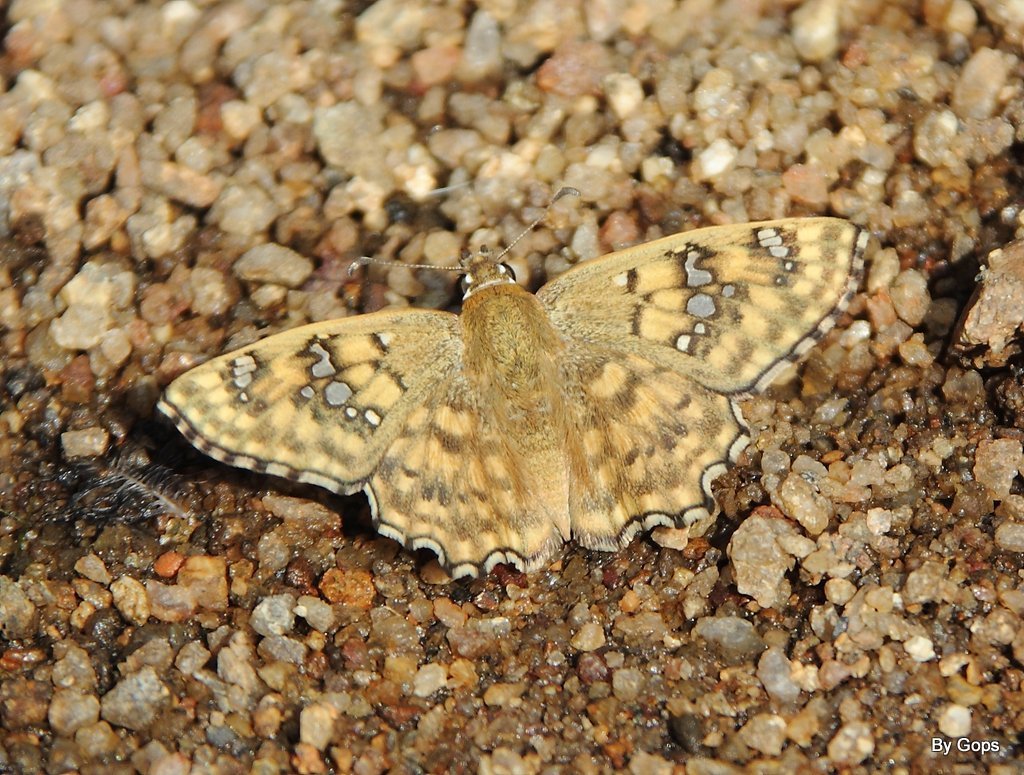 Yellow-spotted Angle (Butterflies of Kerala) · iNaturalist