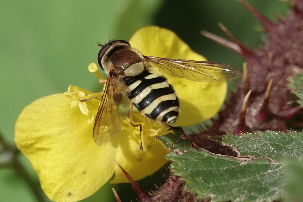 Common Flower Fly from Kükels, Schleswig-Holstein, Germany on August 05 ...