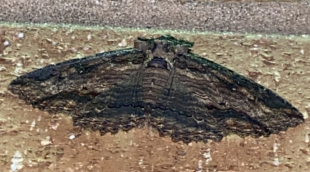 Lunate Zale Moth from Royalty Way, Salisbury, MD, US on August 7, 2022 ...