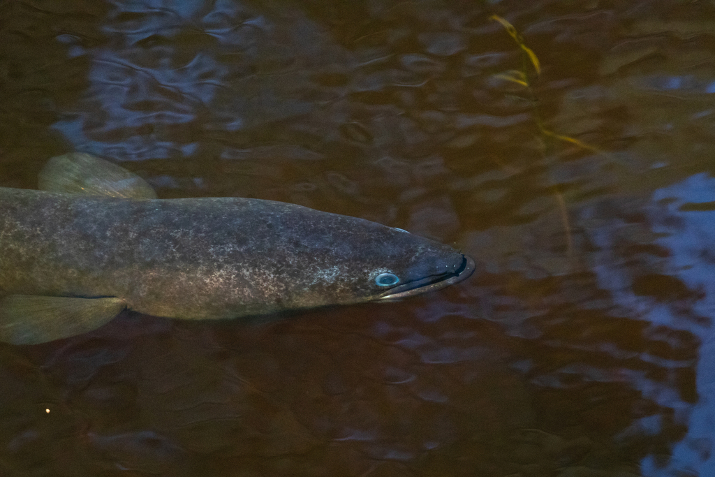 Short-finned Eel from Carnley Ave, Kotara NSW 2289, Australia on ...