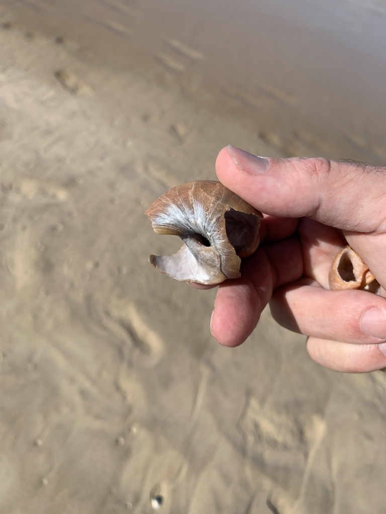 Leaden Sand Snail from Coral Sea, Main Beach, QLD, AU on August 07 ...