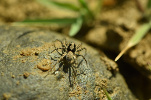 Observations by liesvanrompaey · iNaturalist