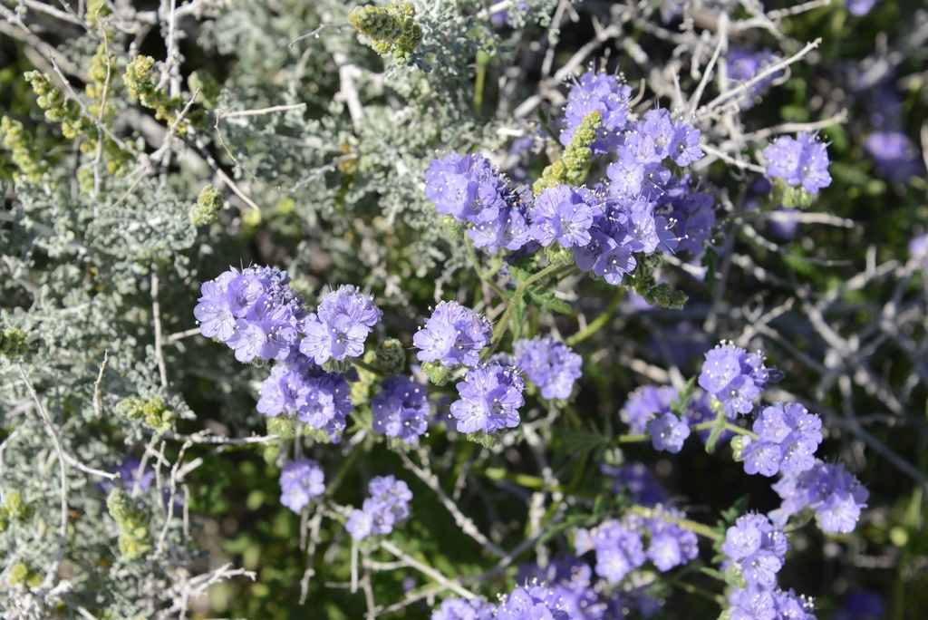 distant phacelia from Anza-Borrego Desert State Park, Julian, CA, US on ...