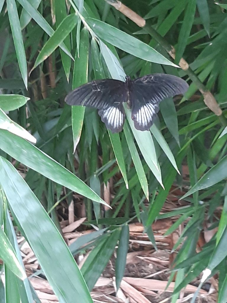 Scarlet Mormon Swallowtail from The Beaufort West Tower, Taguig, Metro ...
