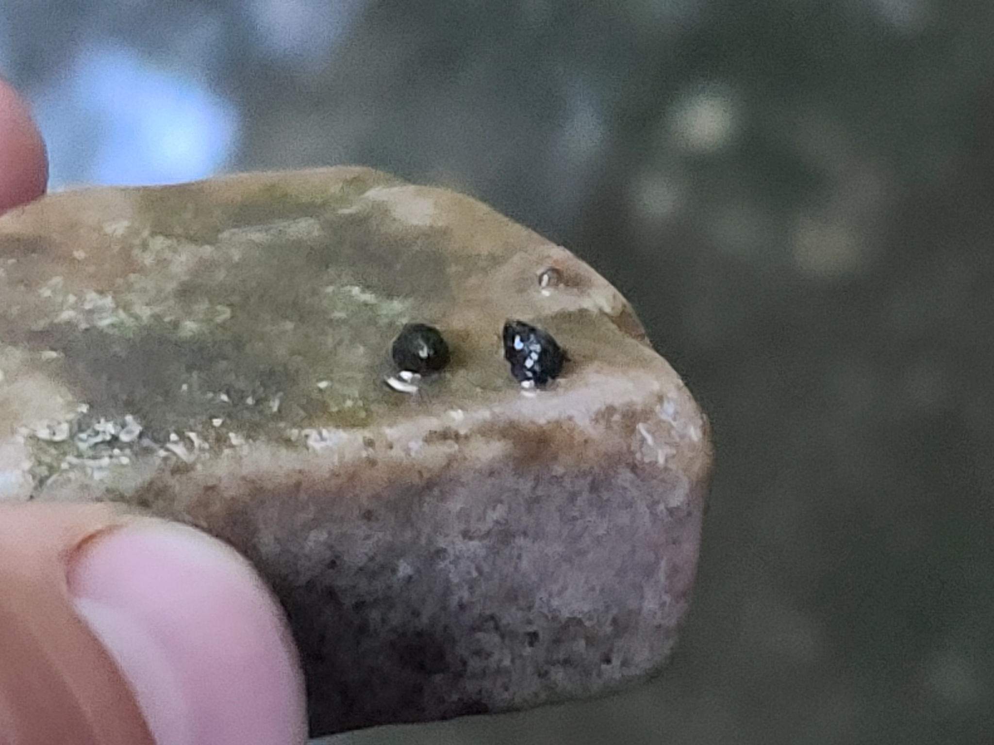 Pyrgulopsis Call & Pilsbry, 1886