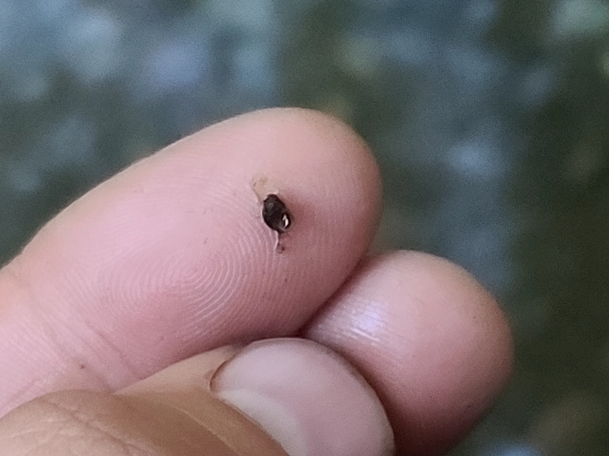 Pyrgulopsis Call & Pilsbry, 1886