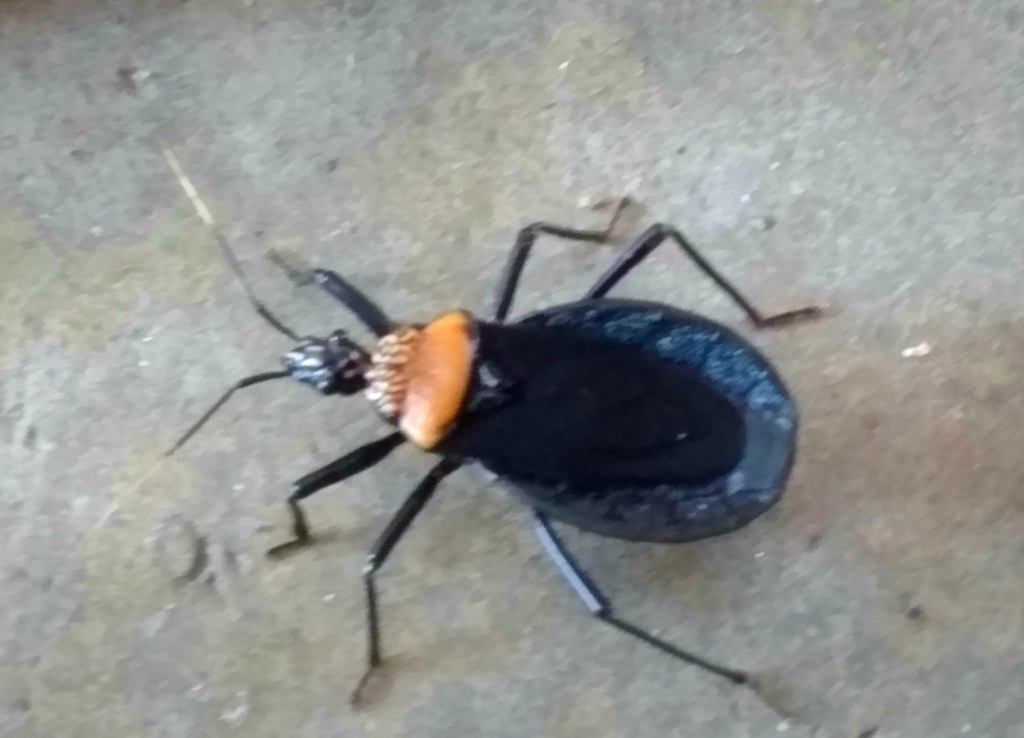 Rhiginia immarginata from Nueva Loja, Ecuador on August 05, 2022 at 01: ...