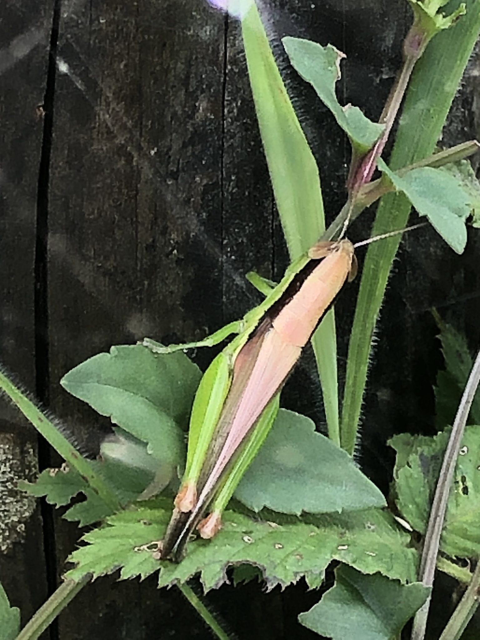 Oxya chinensis (Thunberg, 1815)