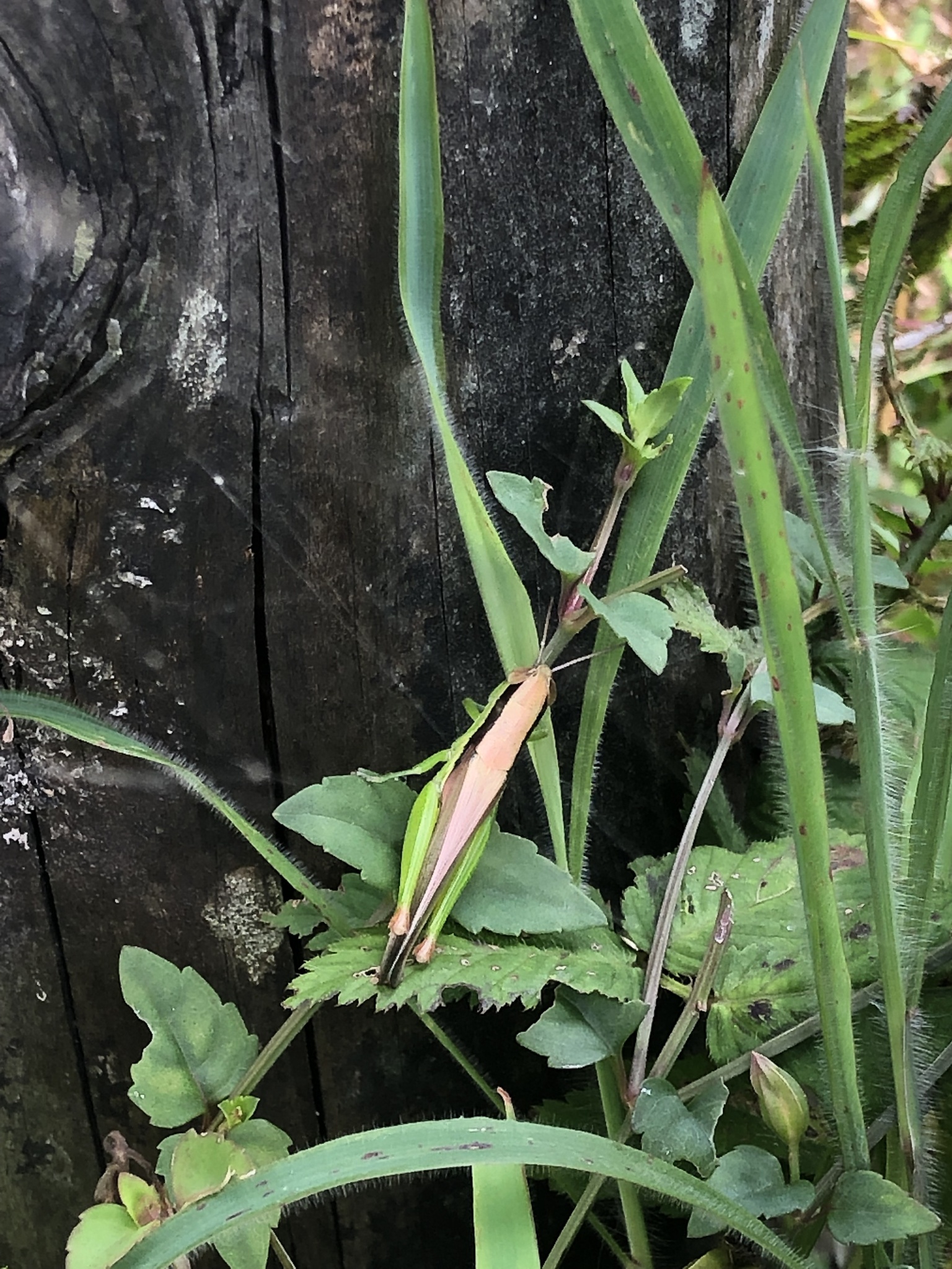 Oxya chinensis (Thunberg, 1815)