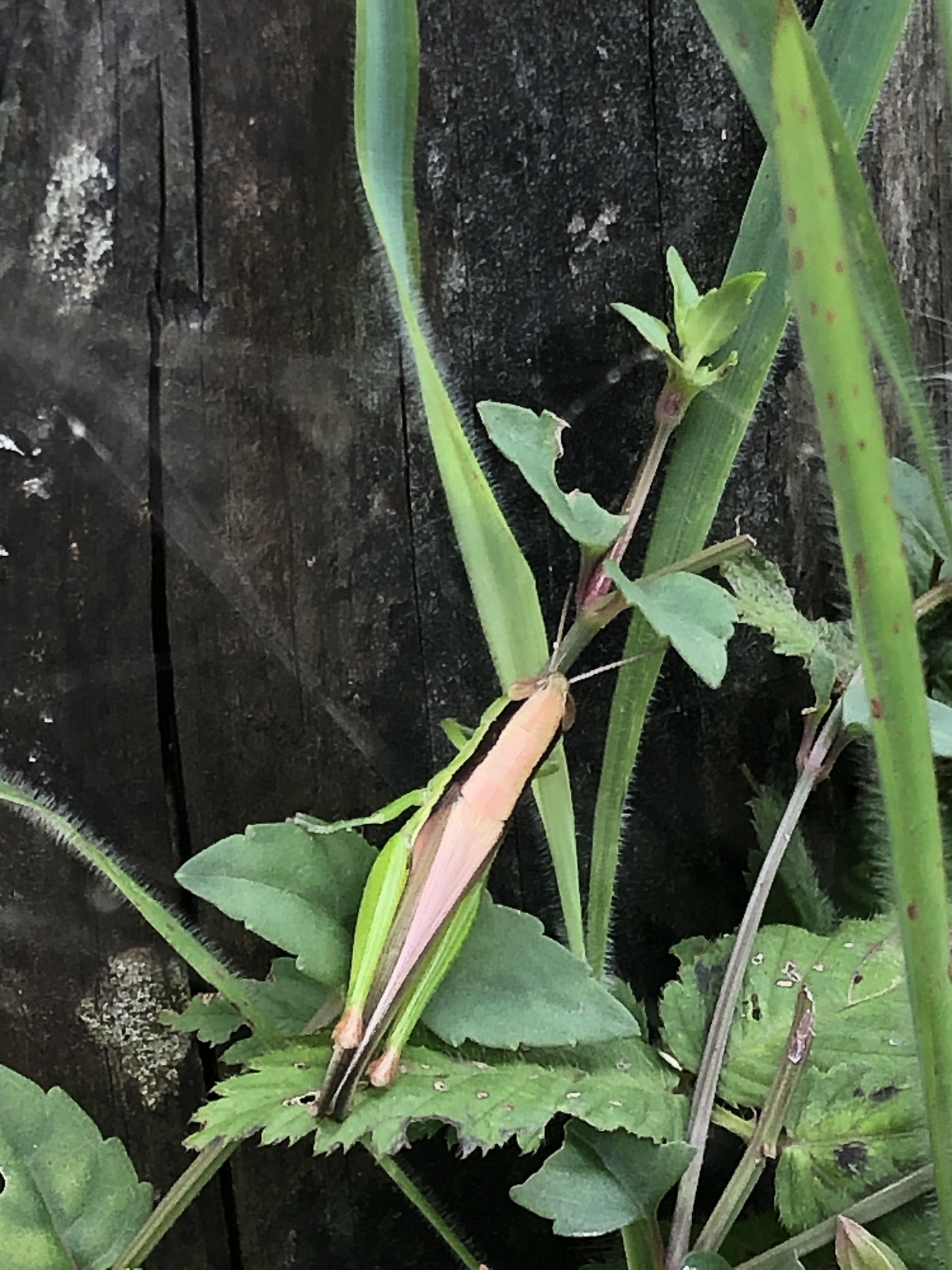 Oxya chinensis (Thunberg, 1815)