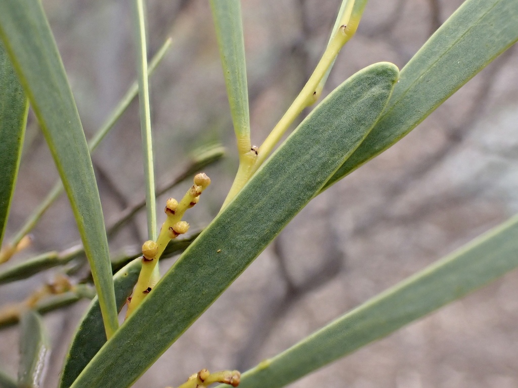Hakea-leaved Wattle (Acacia hakeoides) - Botanical Realm