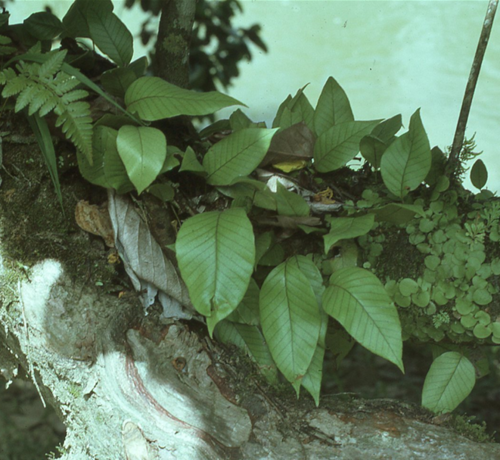 Pyrrosia christii · iNaturalist