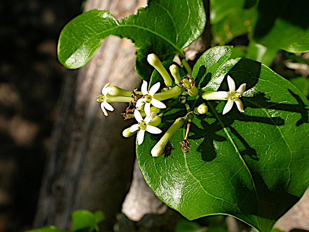 Strychnos lucida R.Br.