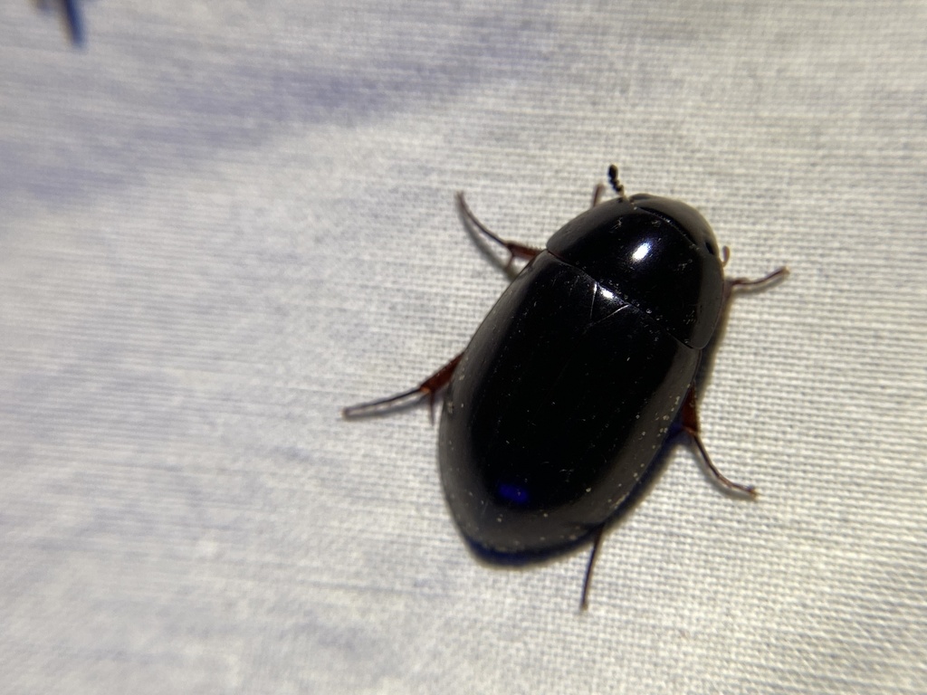 Hydrochara in July 2022 by Ken Rosenthal · iNaturalist