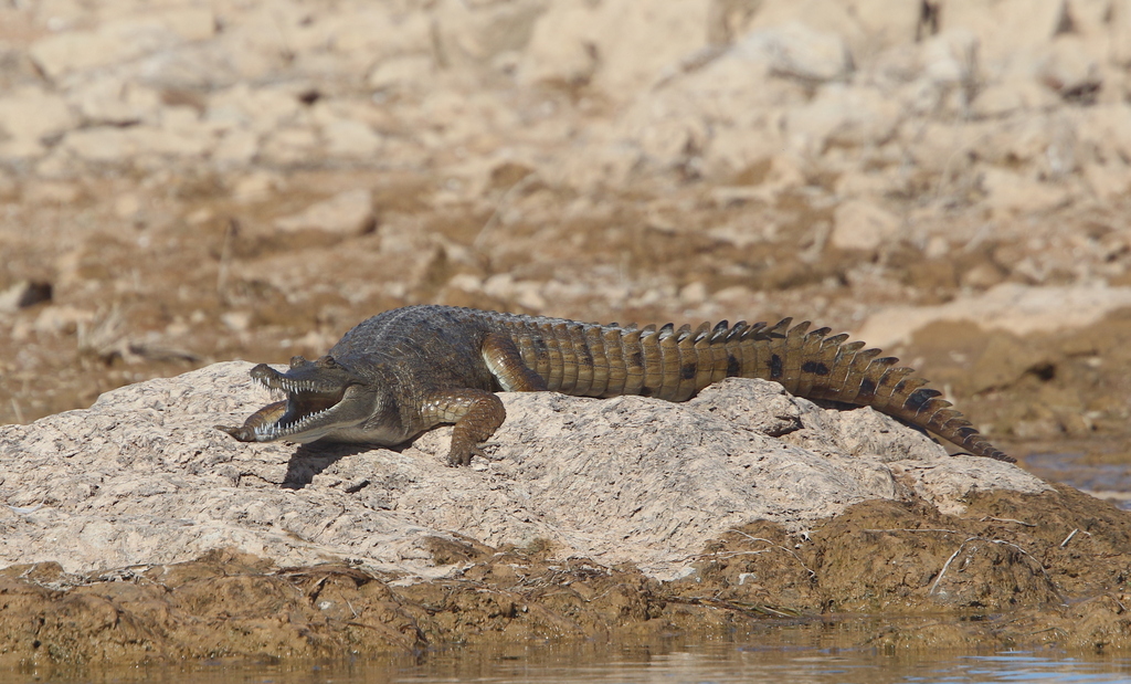 Freshwater Crocodile in August 2022 by alcedo77 · iNaturalist