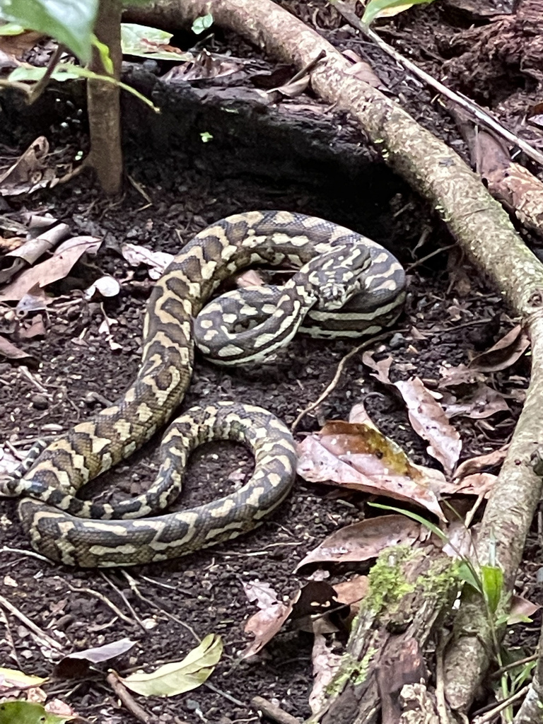 Jungle Carpet Python from Crater Lakes National Park, Lake Eacham, QLD ...