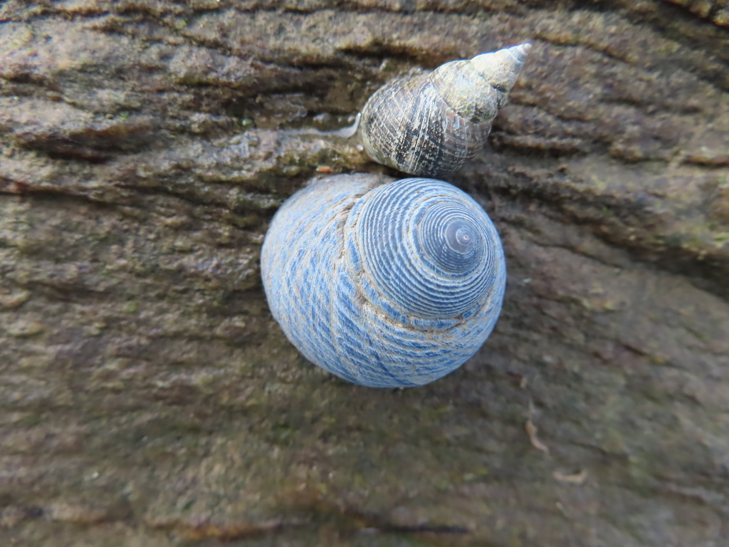 Brown Periwinkle from Riverton / Aparima, New Zealand on August 07 ...