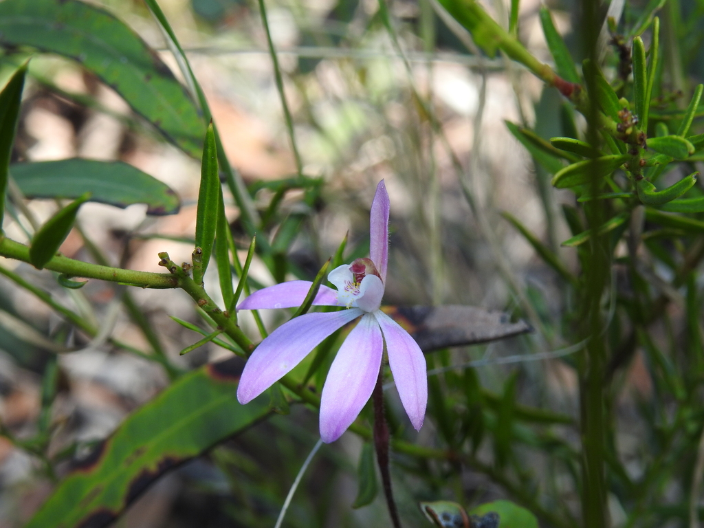 Pink Lady Fingers in August 2022 by Scott W. Gavins · iNaturalist