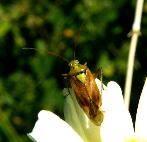 Potato Mirid (Miridae of Africa) · iNaturalist