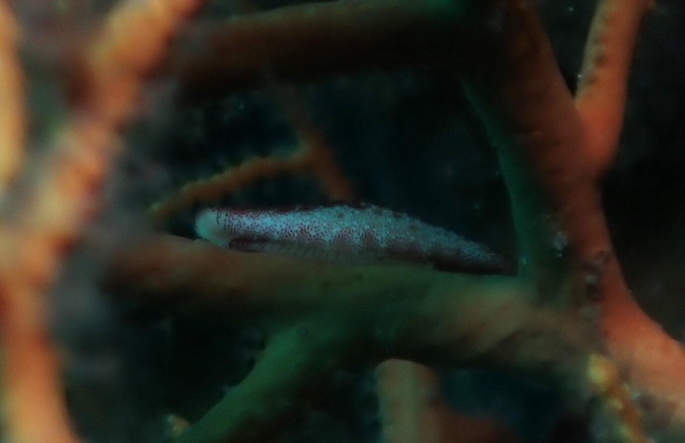 Simnia spelta (Linnaeus, 1758)