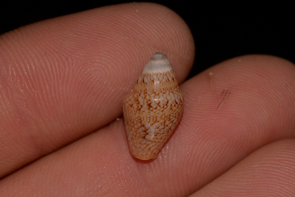 Euplica bidentata from Northampton, WA, Australia on July 12, 2022 at ...