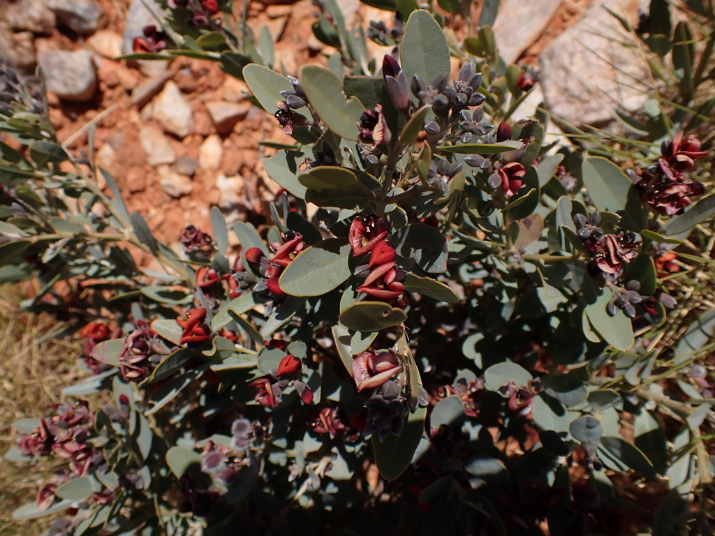 Gastrolobium brevipes from West MacDonnell, Sandover, Northern ...