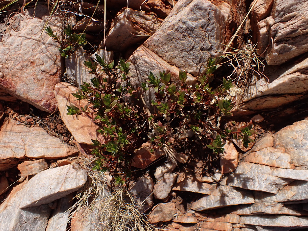Pomax from Burt Plain NT 0872, Australia on July 5, 2022 at 03:10 PM by ...