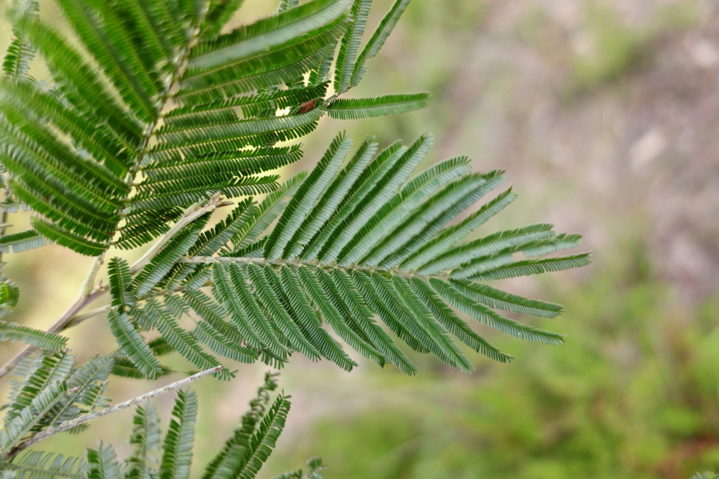 Dwarf Silver-wattle (Native Flora of the Victorian Volcanic Plains Part ...