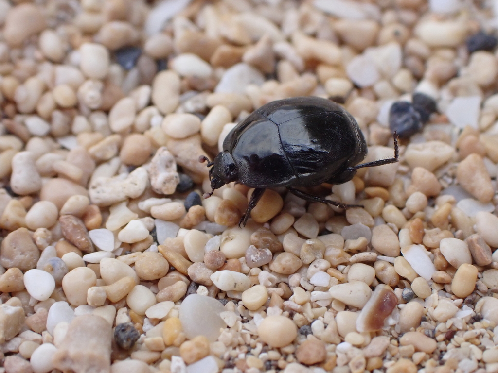 Saprinus from Las Palmas, España on July 30, 2022 at 03:44 PM by ...