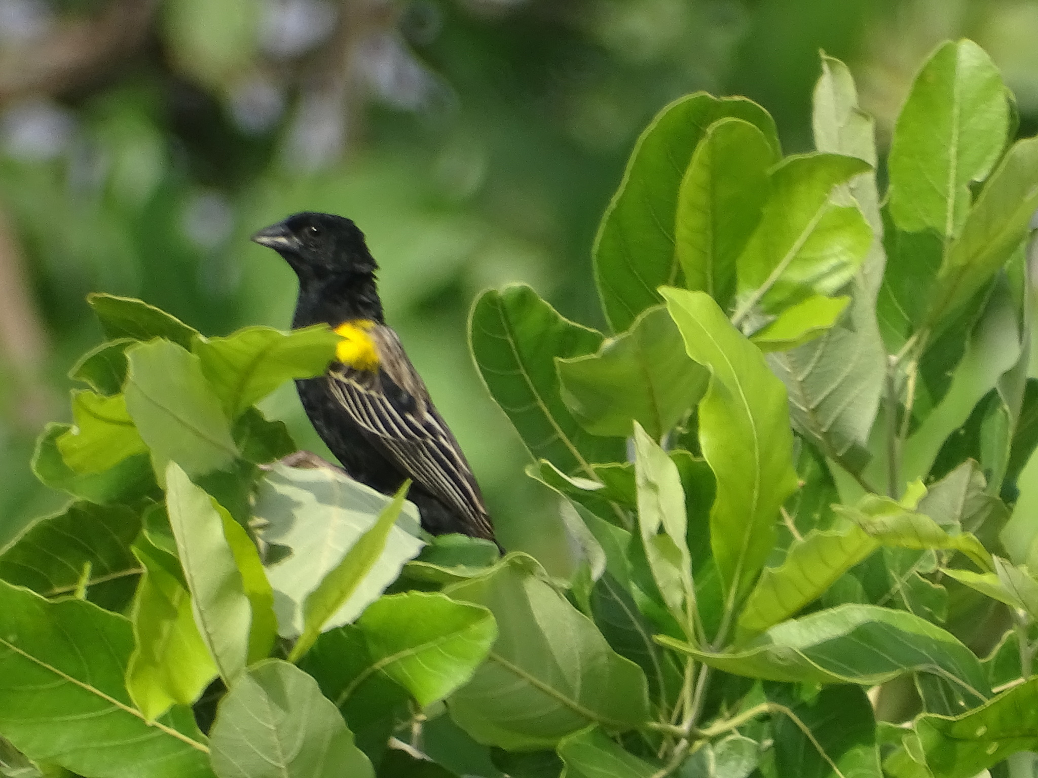 Euplectes macroura (Gmelin, 1789)