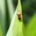 Genus Cletus · iNaturalist