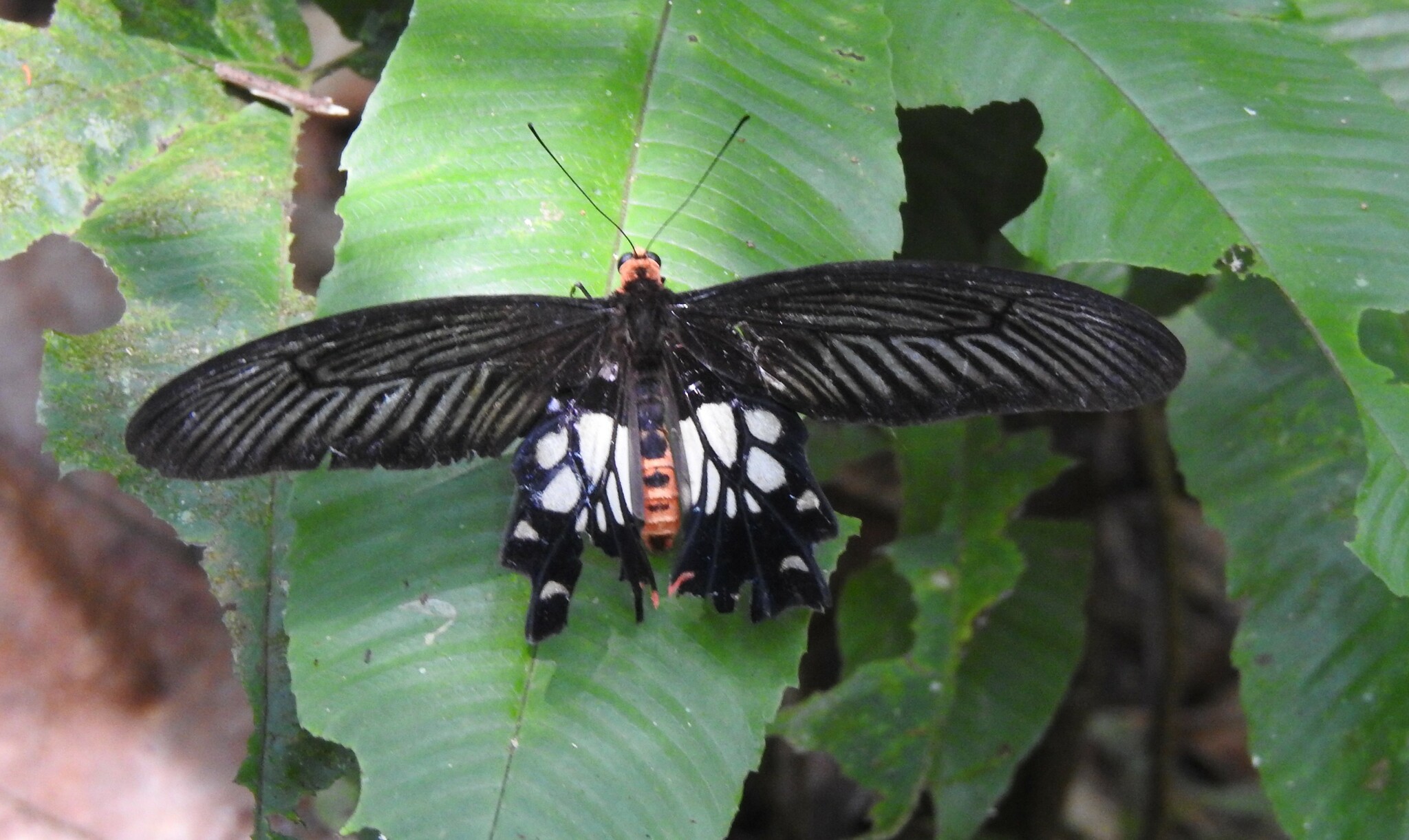 Losaria coon (Fabricius, 1793)
