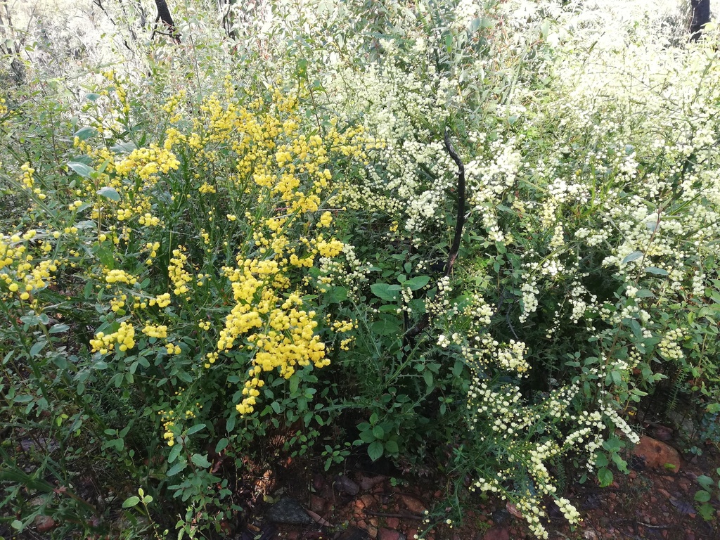 Acacia alata alata from Worsley WA 6225, Australia on August 7, 2022 at ...