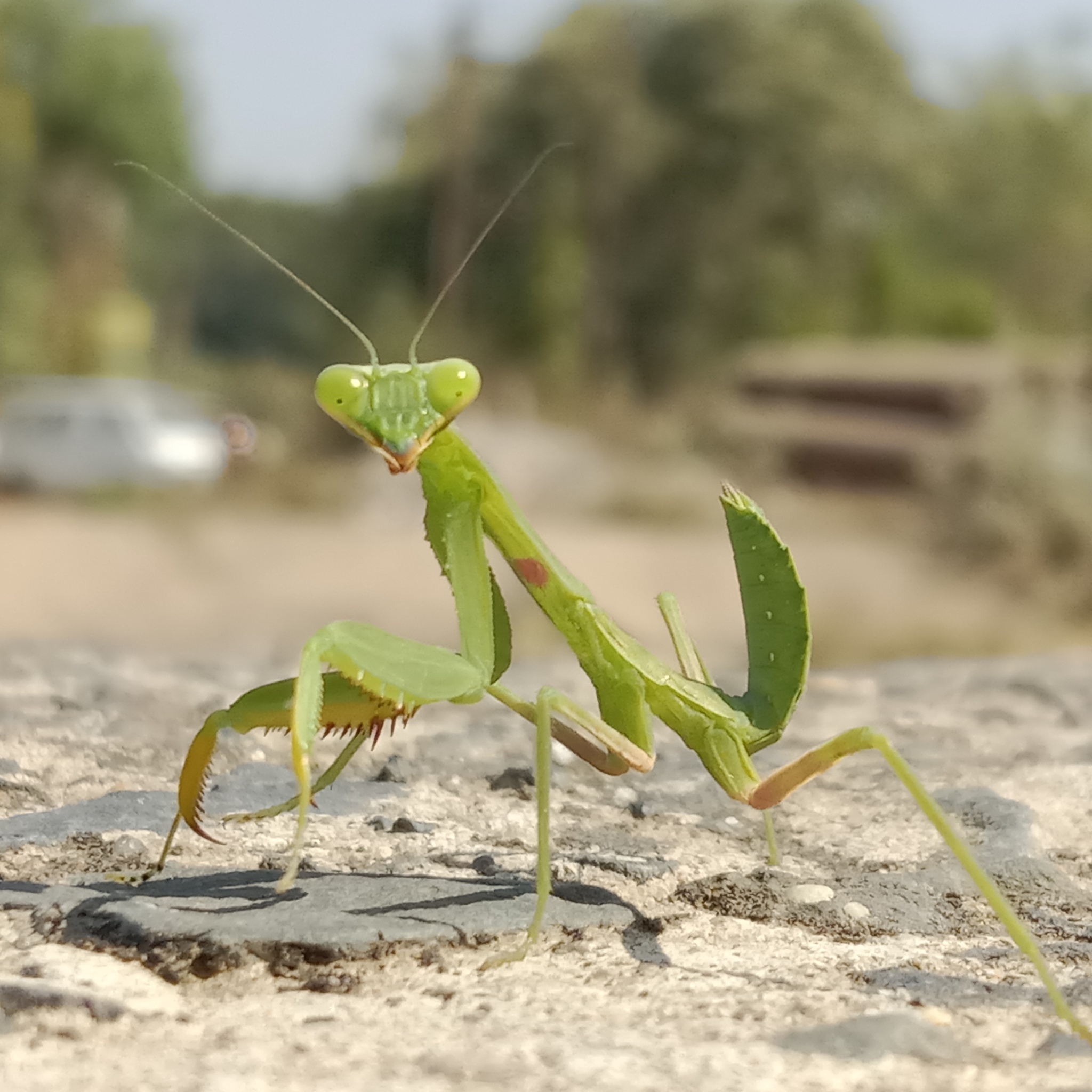 Hierodula tenuidentata Saussure, 1869