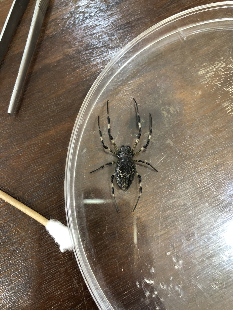 African Hermit Spider from Morogoro, Morogoro Urban, TZ on July 23 ...