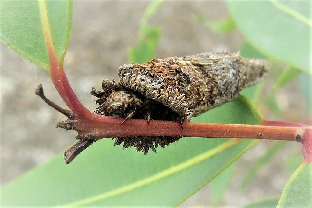 Bagworm Moths from Wandella NSW 2550, Australia on January 25, 2017 at ...