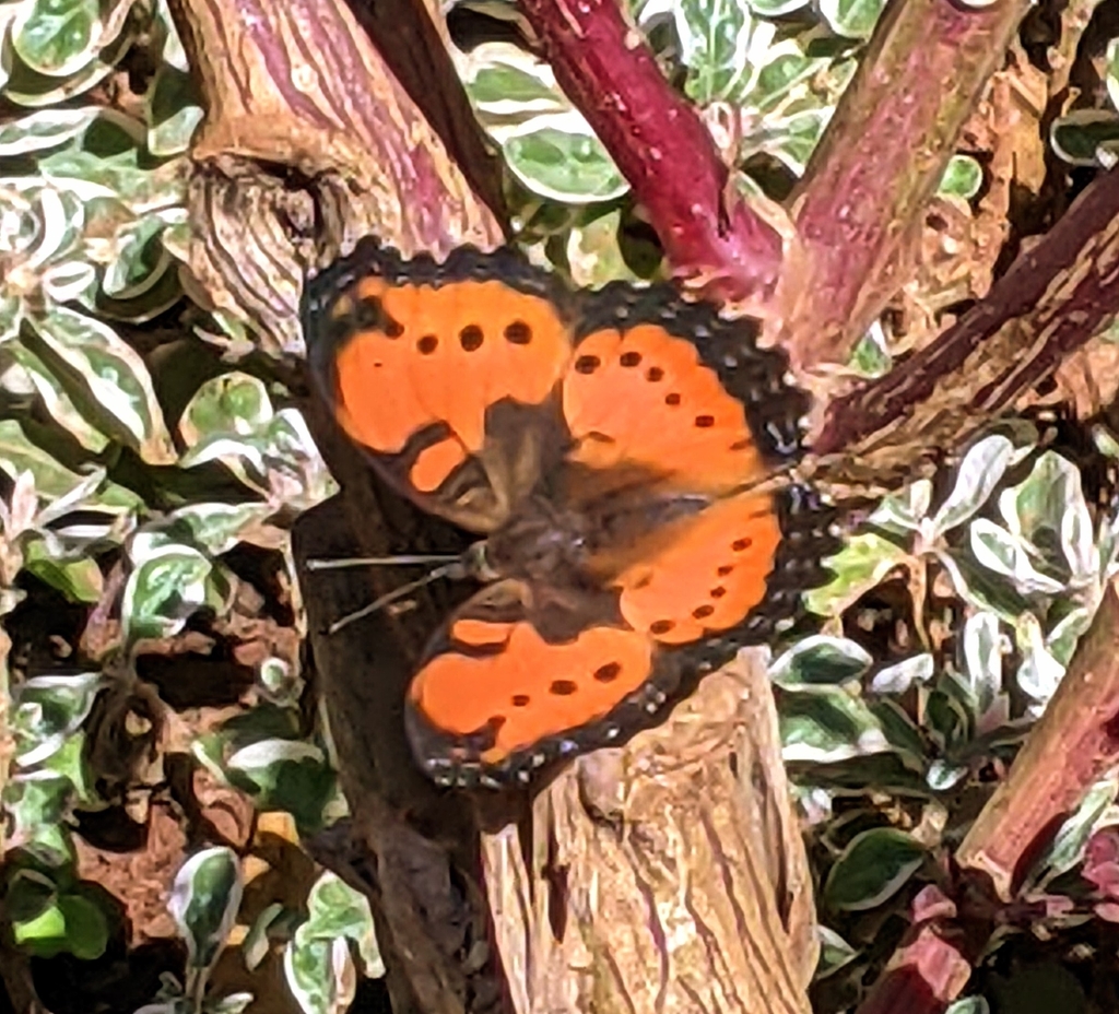 Southern Gaudy Commodore from VFCH+WQ8, Chimoio, Mozambique on August 7 ...