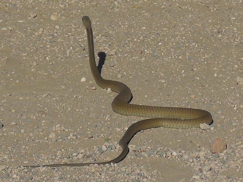 Boomslang from Kunene Region, Namibia on June 24, 2017 at 05:03 PM by ...