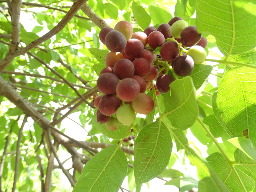 West African tree grape from Materi, Benin on June 01, 2022 at 04:30 PM ...