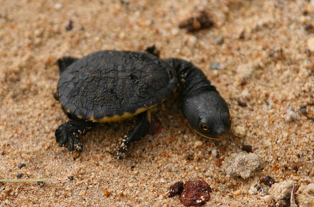 Southwestern Snake-necked Turtle from Perth WA, Australia on August 6 ...