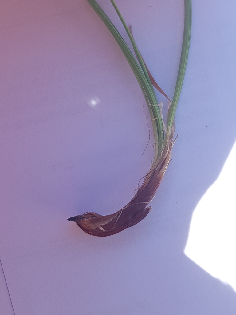 Dwarf Sedge from 37318 Thalwenden, Germany on August 7, 2022 at 01:57 ...