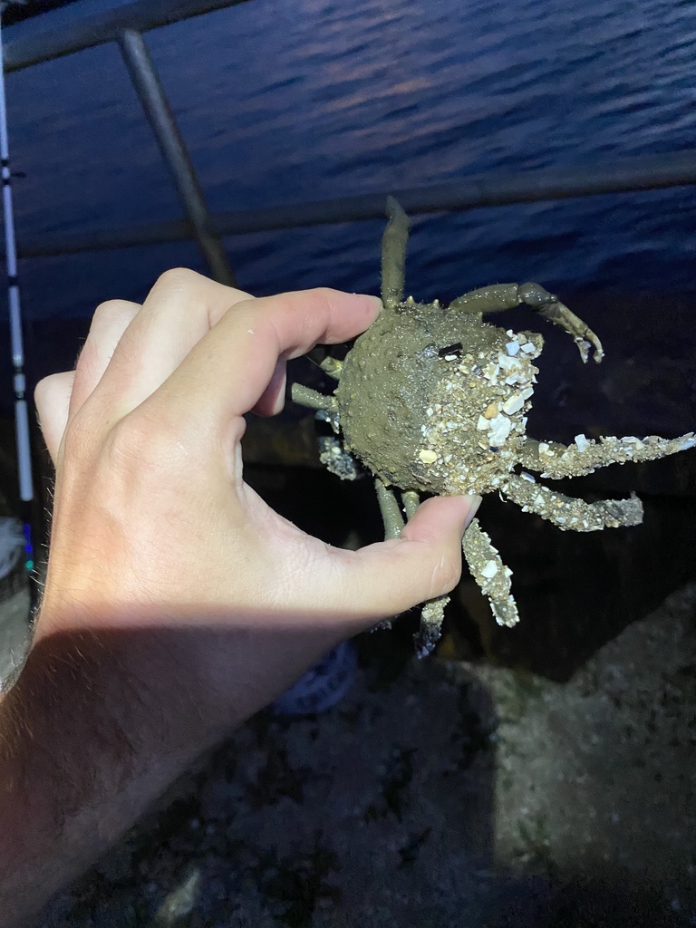 Portly Spider Crab from Barnegat Lighthouse State Park, Barnegat Light ...