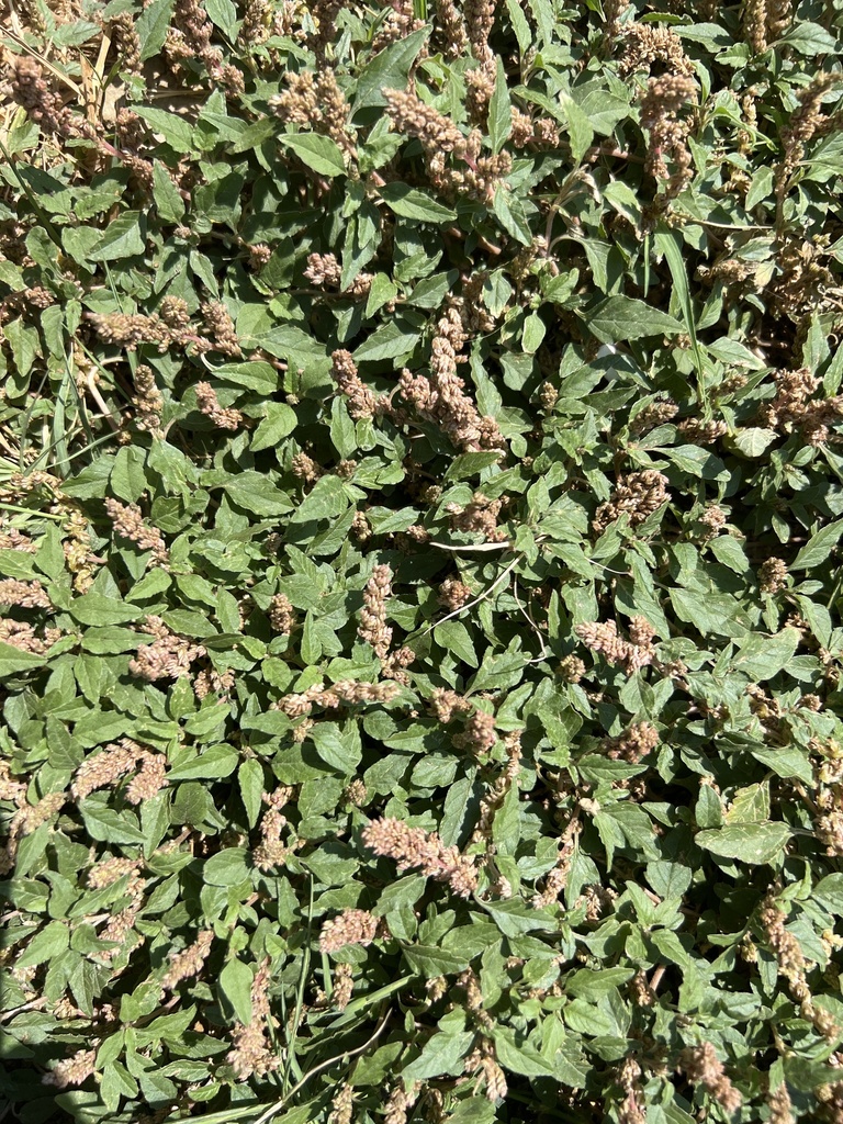 Prostrate Amaranth (Amaranthus deflexus) - Botanical Realm