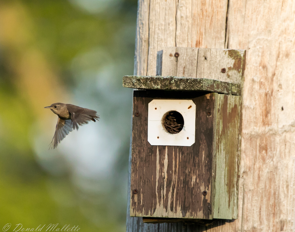 House Wren from Brighton, ON, Canada on August 06, 2022 at 06:51 AM by ...